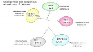 What is the Difference Between HTLV 1 and 2 - Pediaa.Com