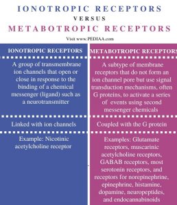 What is the Difference Between Ionotropic and Metabotropic Receptors ...