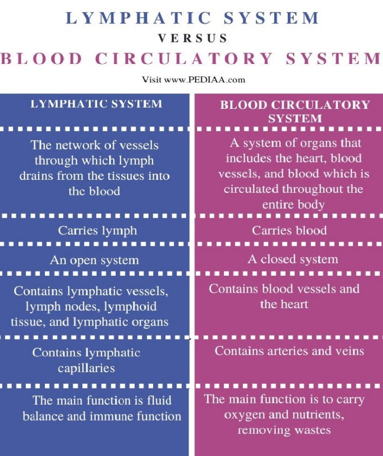 What is the Difference Between Lymphatic System and Blood Circulatory ...
