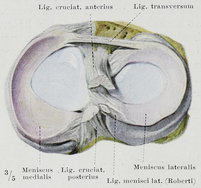What is the Difference Between Meniscus and Cartilage - Pediaa.Com