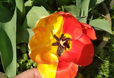 Difference Between SS and SC Genotype | Definition, Characteristics ...