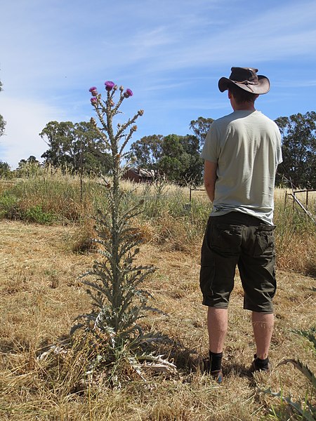 What is the Difference Between Noxious and Invasive Weeds - Pediaa.Com