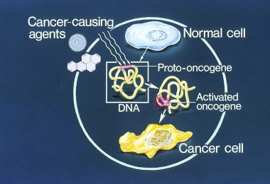 Difference Between Tumor Suppressor Genes and Proto Oncogenes - Pediaa.Com