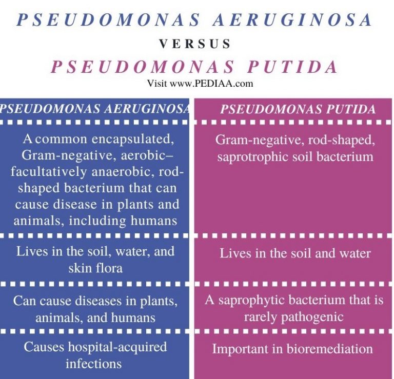 What is the Difference Between Pseudomonas Aeruginosa and Pseudomonas ...