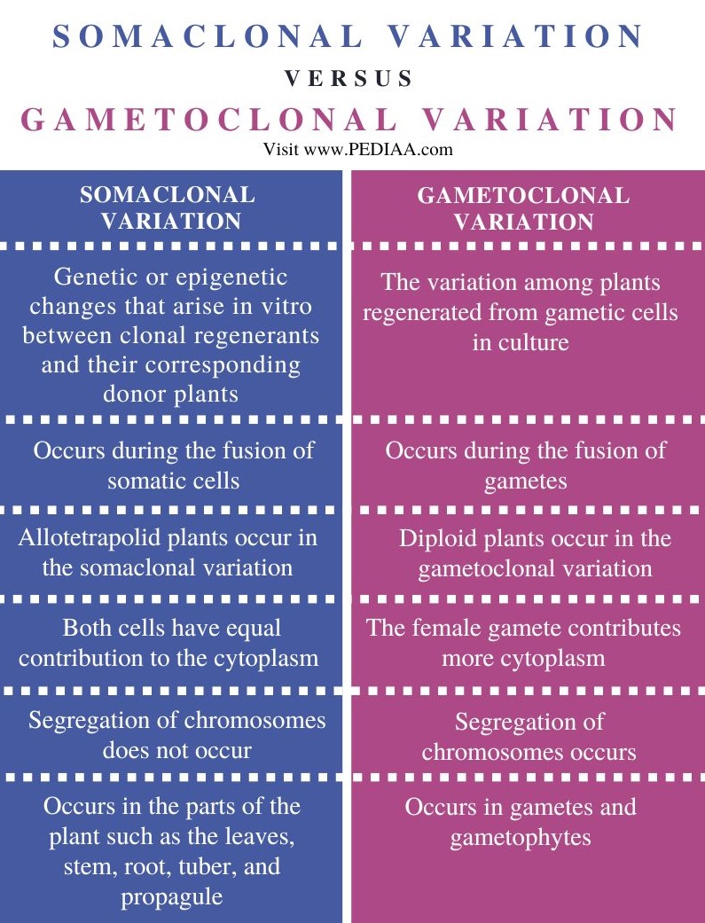 What is the Difference Between Somaclonal and Gametoclonal Variation ... What is the Difference Between Somaclonal and Gametoclonal Variation ...