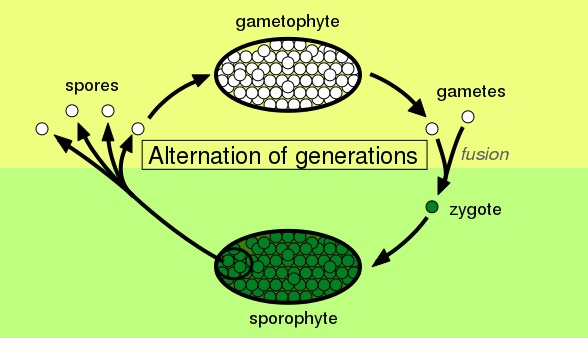 What is the Difference Between Somaclonal and Gametoclonal Variation ...