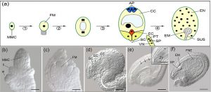 What is the Difference Between Syncytium and Coenocytic - Pediaa.Com