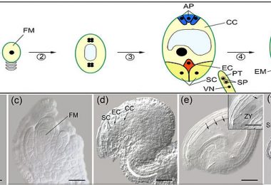 What is the Difference Between Endarch and Exarch - Pediaa.Com