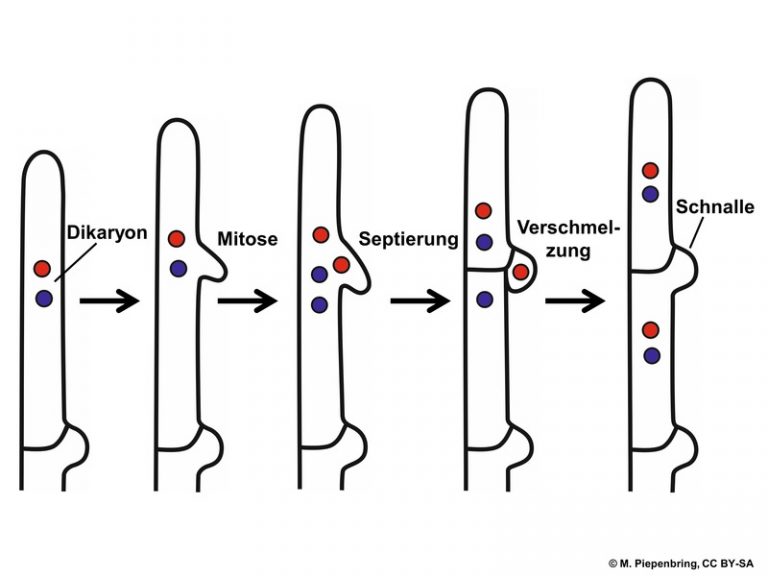 What is the Difference Between Syncytium and Coenocytic - Pediaa.Com
