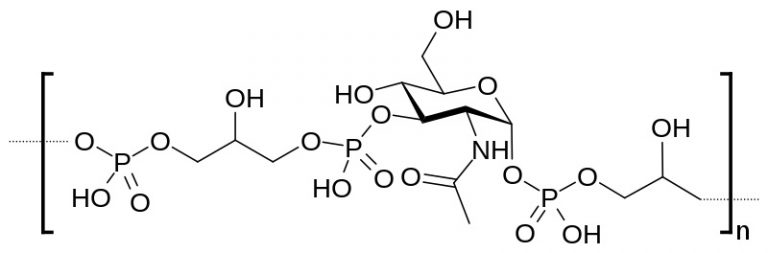 What is the Difference Between Teichoic Acid and Lipoteichoic Acid ...