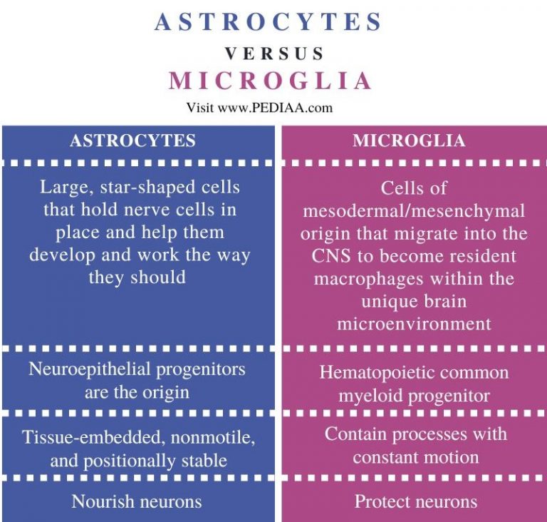 What is the Difference Between Astrocytes and Microglia - Pediaa.Com