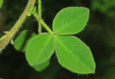 What is the Difference Between Endarch and Exarch - Pediaa.Com