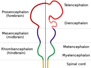What is the Difference Between Forebrain Midbrain and Hindbrain ...