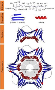 What is the Difference Between N-terminus and C-terminus - Pediaa.Com