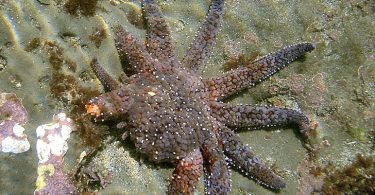 Pediaa.Com - Page 32 of 703 - Know about Anything