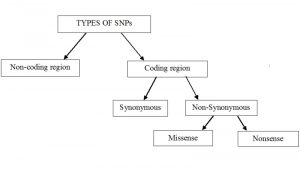 What is the Difference Between SNP and SNV - Pediaa.Com