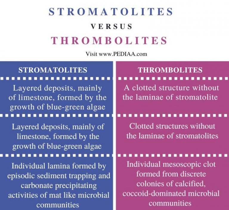 What is the Difference Between Stromatolites and Thrombolites - Pediaa.Com