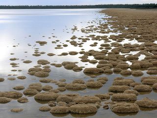 What is the Difference Between Stromatolites and Thrombolites - Pediaa.Com