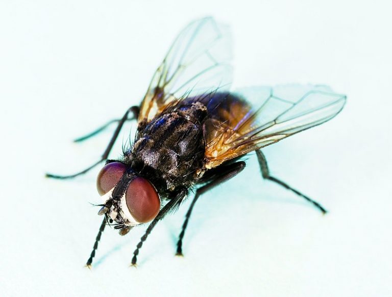 What is the Difference Between House Flies and Cluster Flies - Pediaa.Com