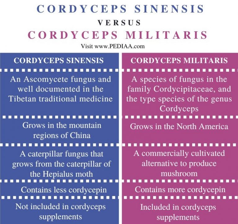 What is the Difference Between Cordyceps Sinensis and Cordyceps ...