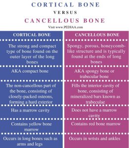 What is the Difference Between Cortical and Cancellous Bone - Pediaa.Com