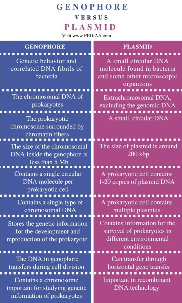 What is the Difference Between Genophore and Plasmid - Pediaa.Com