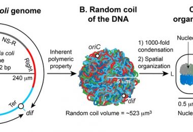 Difference Between Plasmid and Vector | Definition, Structure, Role, Types and Differences