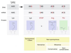 What is the Difference Between Genotoxicity and Mutagenicity - Pediaa.Com