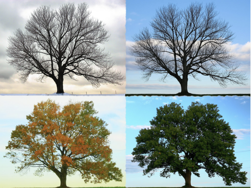 What is the Difference Between Circadian and Circannual Rhythms ...