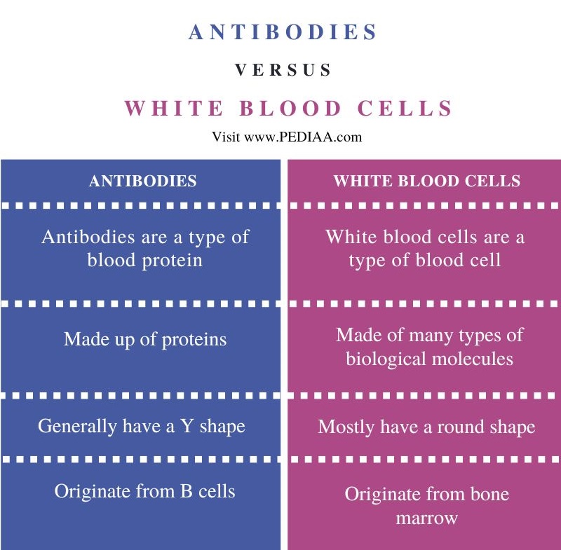What is the Difference Between Antibodies and White Blood Cells ...