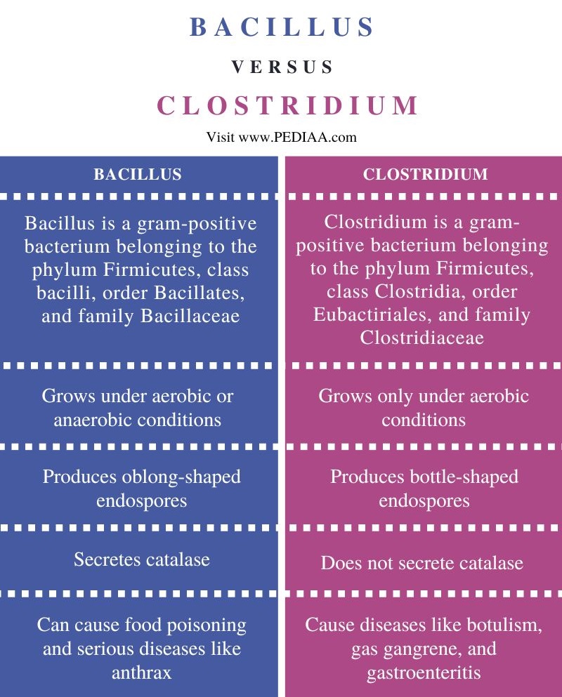 What is the Difference Between Bacillus and Clostridium - Pediaa.Com