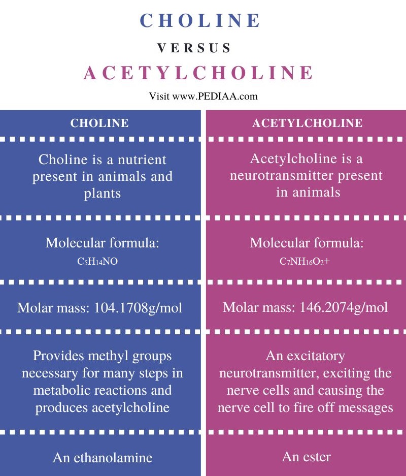 What is the Difference Between Choline and Acetylcholine - Pediaa.Com
