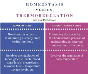 What is the Difference Between Homeostasis and Thermoregulation ...