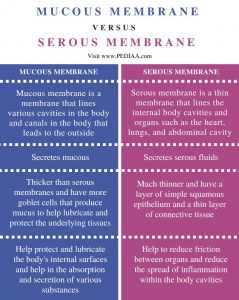 What is the Difference Between Mucous Membrane and Serous Membrane ...