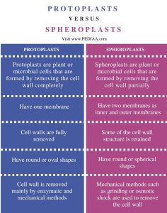 What is the Difference Between Protoplasts and Spheroplasts - Pediaa.Com