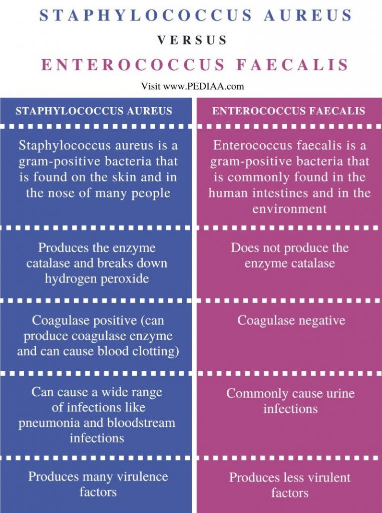 What is the Difference Between Staphylococcus Aureus and Enterococcus Faecalis - Pediaa.Com