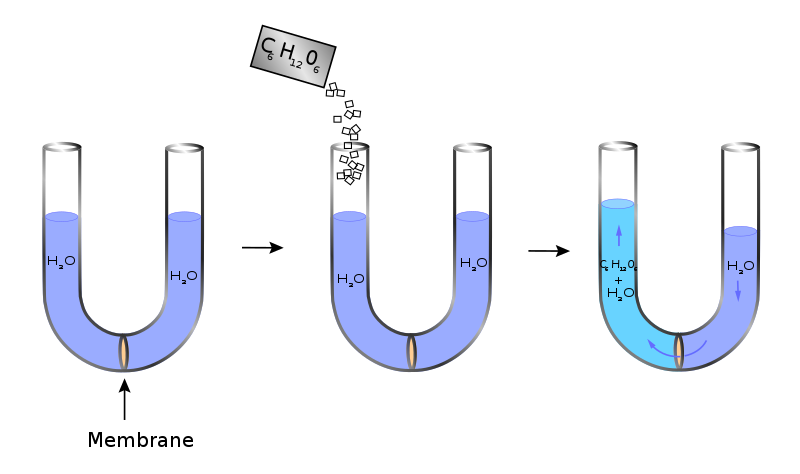 What is the Difference Between Turgor Pressure and Osmotic Pressure ... What is the Difference Between Turgor Pressure and Osmotic Pressure ...