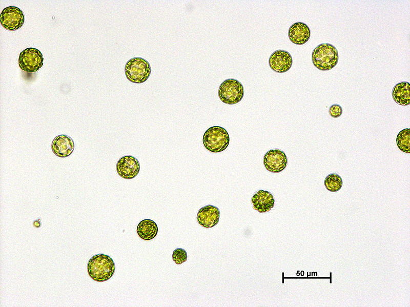 What is the Difference Between Protoplasts and Spheroplasts - Pediaa.Com