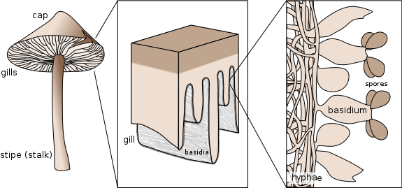 What is the Difference Between Paraphyses and Basidium - Pediaa.Com