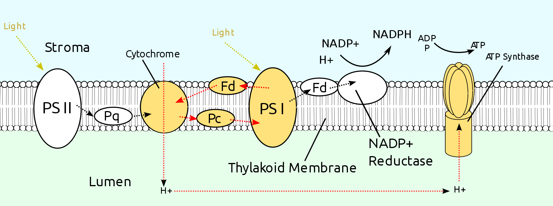What is the Difference Between Photolysis and Photophosphorylation ...