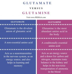 What is the Difference Between Glutamate and Glutamine - Pediaa.Com