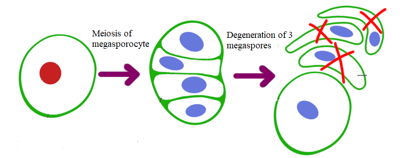 What is the Difference Between Megasporogenesis and Microsporogenesis ...