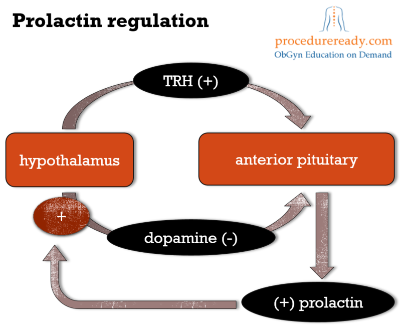What is the Difference Between Prolactin and Macroprolactin - Pediaa.Com