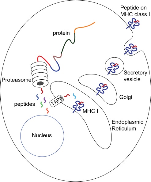 What is the Difference Between Cytosolic and Endocytic Pathway - Pediaa.Com