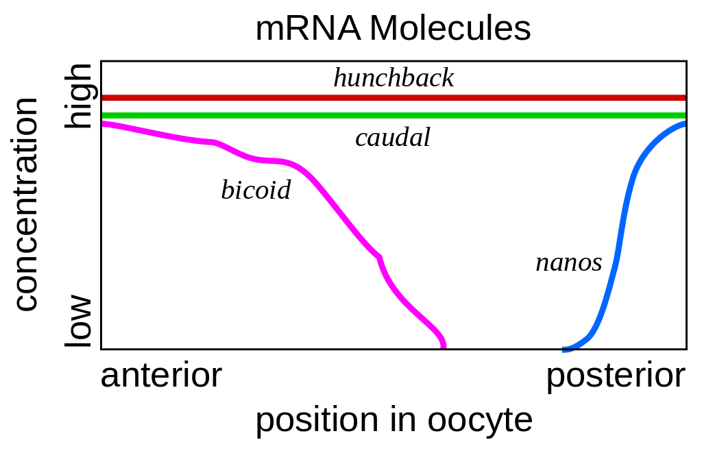 How are Maternal Effect Genes Related to Egg-polarity Genes - Pediaa.Com