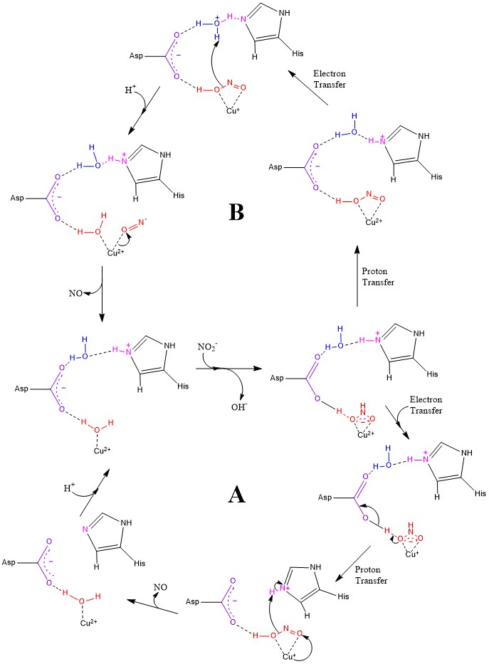 What is the Difference Between Nitrate Reductase and Nitrite Reductase ...