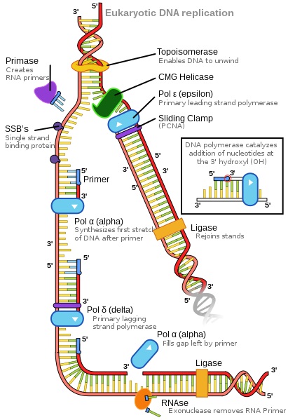 What are the Steps of DNA Replication - Pediaa.Com