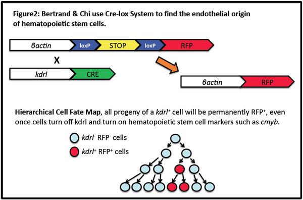 What are the Techniques Used in Lineage Tracing Cells - Pediaa.Com