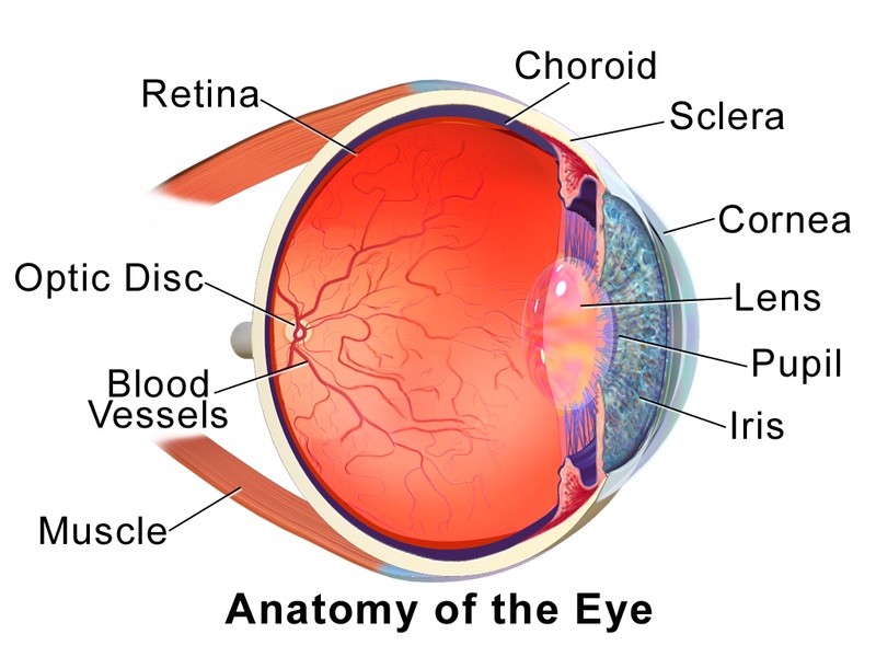 What is the Difference Between Choroid and Retina - Pediaa.Com