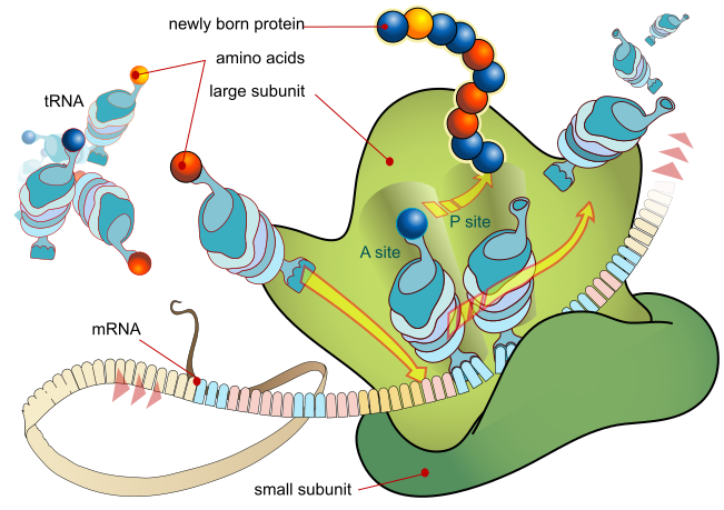 What is the Difference Between Protein Synthesis in Prokaryotes and ...